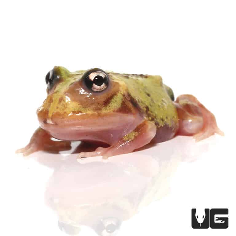 Mutant Pink Translucent Turf Pacman Frogs for sale - Underground Reptiles