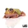 Pacmans & Pixie Frogs For Sale - Underground Reptiles