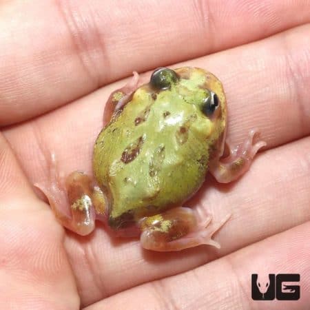 Mutant Pink Translucent Turf Pacman Frogs for sale - Underground Reptiles