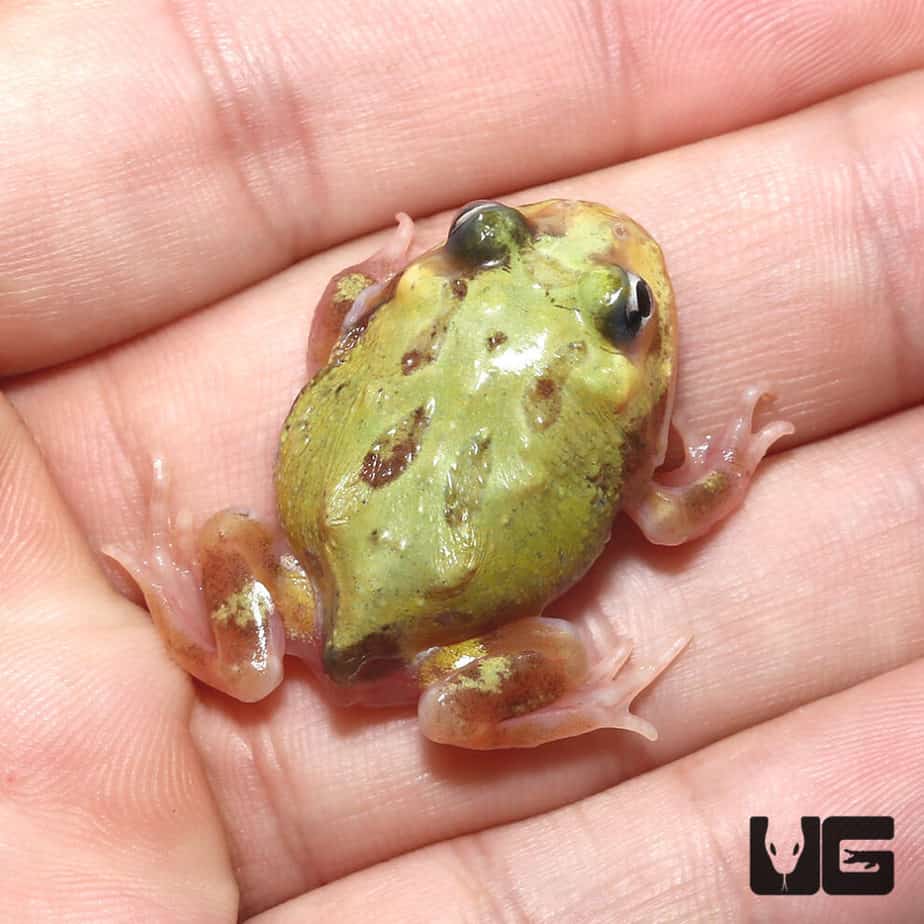 Mutant Pink Translucent Turf Pacman Frogs for sale - Underground Reptiles