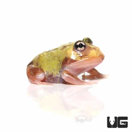 Mutant Pink Translucent Turf Pacman Frogs for sale - Underground Reptiles