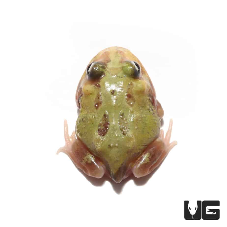 Mutant Pink Translucent Turf Pacman Frogs for sale - Underground Reptiles