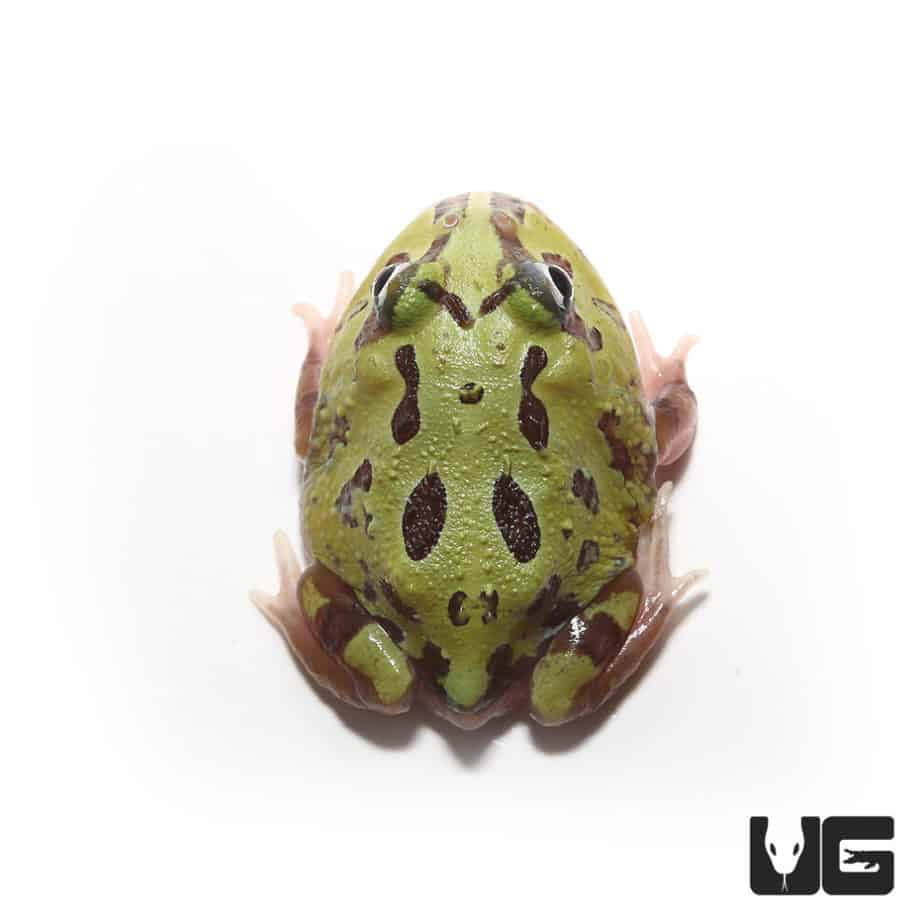 Mutant Purple Translucent Caribbean Pacman Frogs for sale - Underground ...