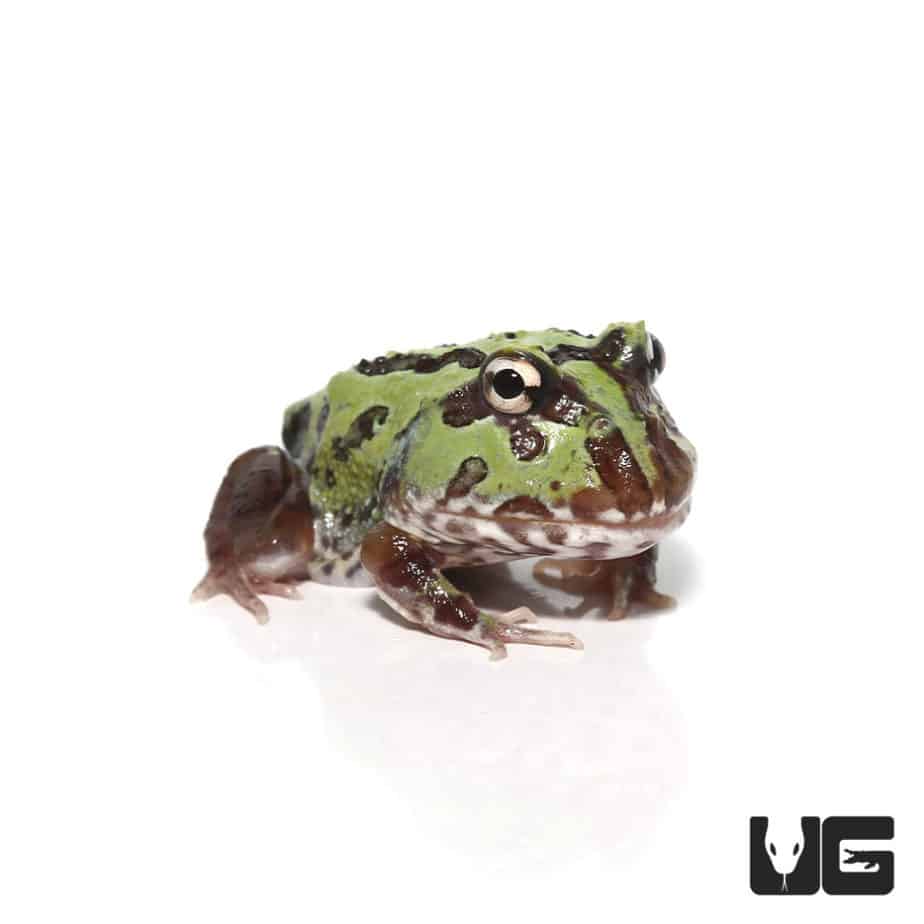 Mutant Purple Translucent Caribbean Pacman Frogs for sale - Underground ...
