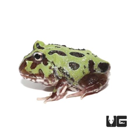 Mutant Purple Translucent Caribbean Pacman Frogs for sale - Underground ...