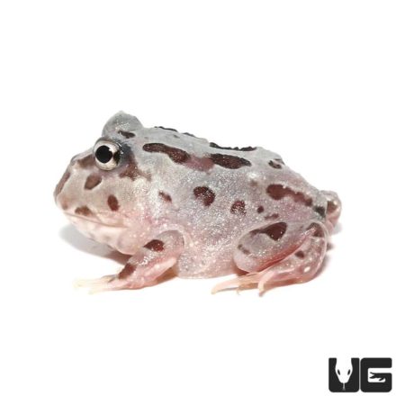 Mutant Snow White Translucent Pacman Frogs for sale - Underground Reptiles