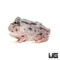 Mutant Snow White Translucent Pacman Frogs for sale - Underground Reptiles