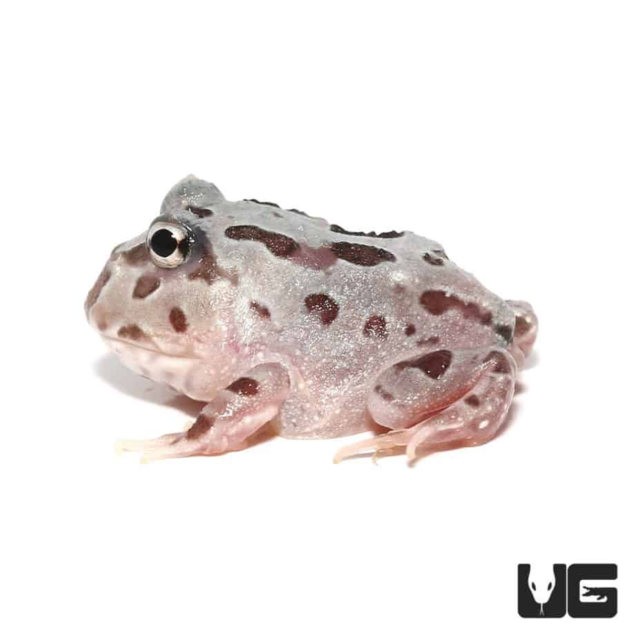 Mutant Snow White Translucent Pacman Frogs for sale - Underground Reptiles