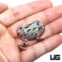 Mutant Snow White Translucent Pacman Frogs for sale - Underground Reptiles