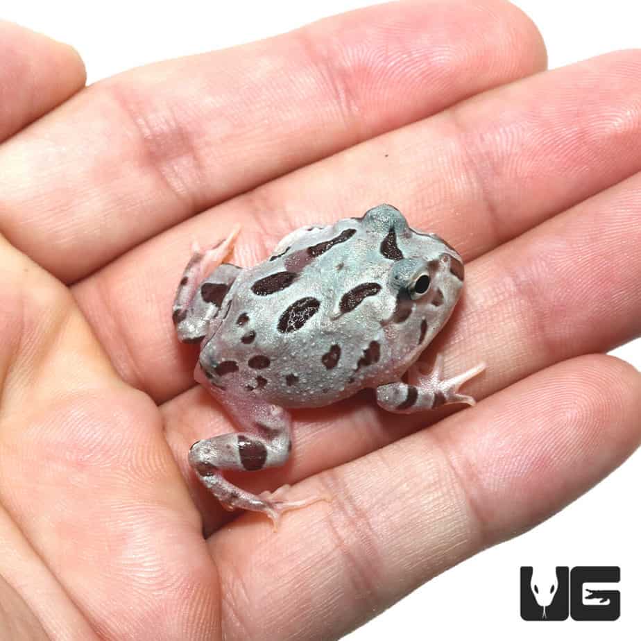 Mutant Snow White Translucent Pacman Frogs for sale - Underground Reptiles
