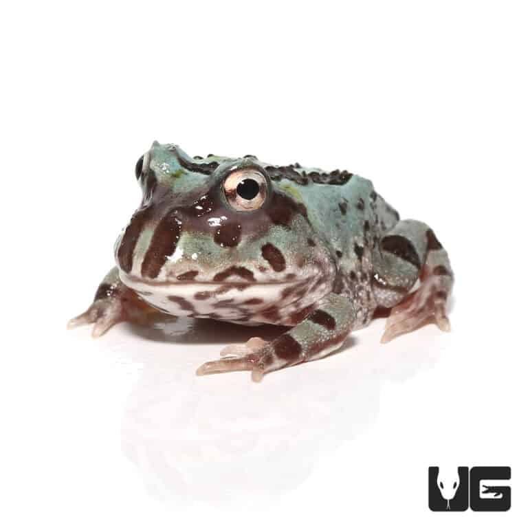 Mutant Translucent Blue Metal Pacman Frogs for sale - Underground Reptiles