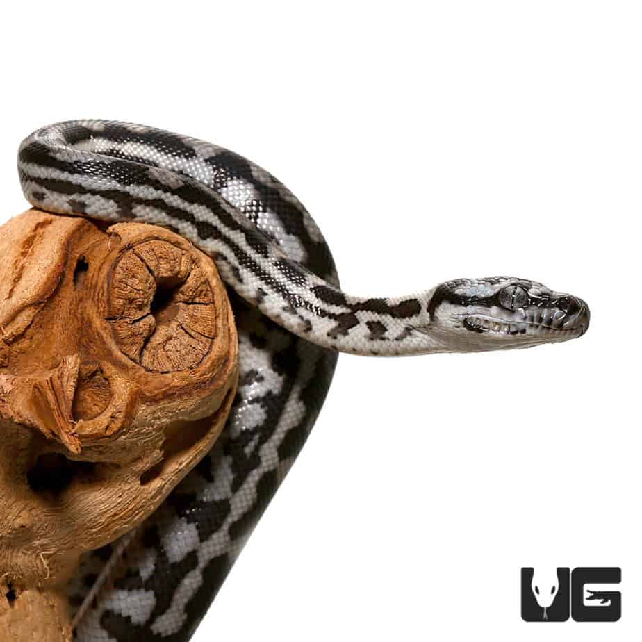 Baby Axanthic Coastal Carpet Python - Underground Reptiles