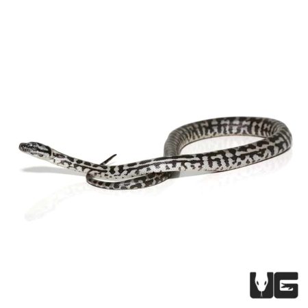 Baby Axanthic Coastal Carpet Python - Underground Reptiles