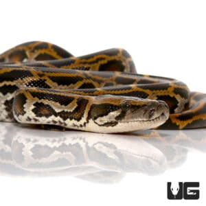 Pythons For Sale - Underground Reptiles