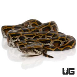 Baby Burmese Python - Underground Reptiles