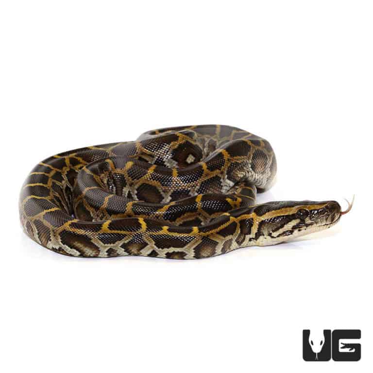 Baby Burmese Python - Underground Reptiles