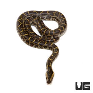 Pythons For Sale - Underground Reptiles