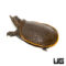 Baby Leopard Softshell Turtles (Apalone ferox X Spinifera) For Sale ...