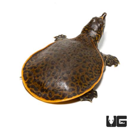 Turtles For Sale - Underground Reptiles