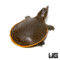 Turtles For Sale - Underground Reptiles