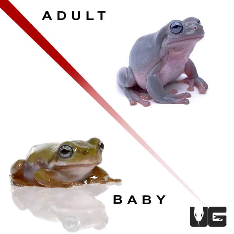 Baby Snowflake Australian Blue Dumpy Tree Frog - Underground Reptiles