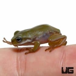 Baby Snowflake Australian Blue Dumpy Tree Frog - Underground Reptiles