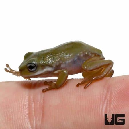 Baby Snowflake Australian Blue Dumpy Tree Frog - Underground Reptiles