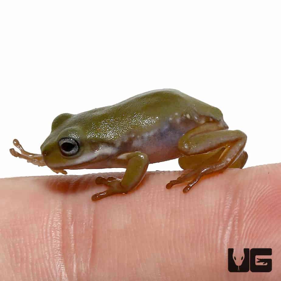 Baby Snowflake Australian Blue Dumpy Tree Frog - Underground Reptiles