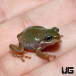 Baby Snowflake Australian Blue Dumpy Tree Frog - Underground Reptiles