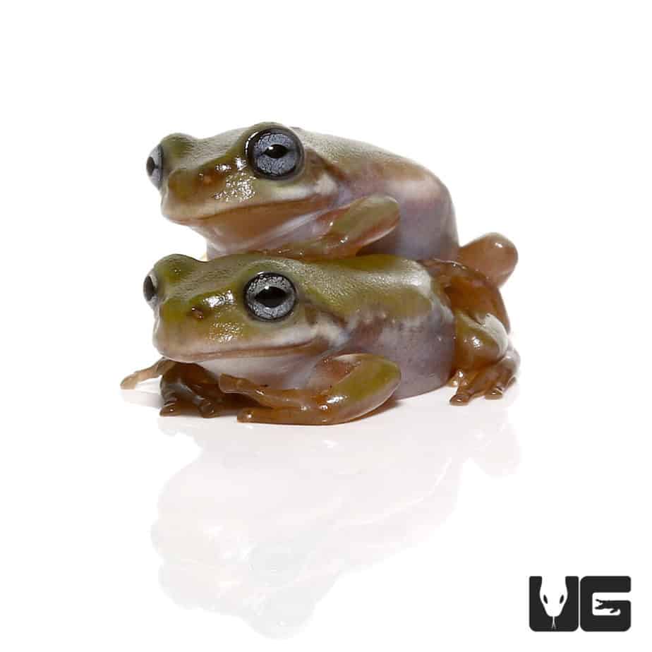 Baby Snowflake Australian Blue Dumpy Tree Frog - Underground Reptiles