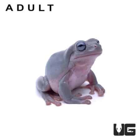 Baby Snowflake Australian Blue Dumpy Tree Frog - Underground Reptiles