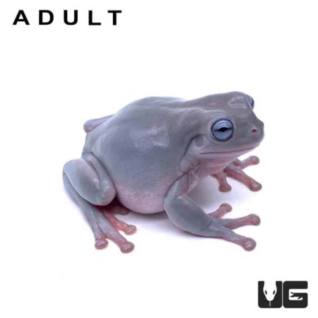 Baby Silver Blue Eyed Dumpy Tree Frog (Litoria caerulea) For Sale ...