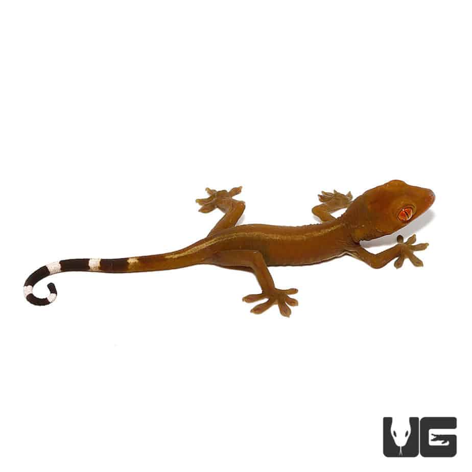 White Lined Geckos For Sale - Underground Reptiles