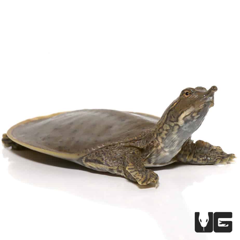 Turtles For Sale - Underground Reptiles