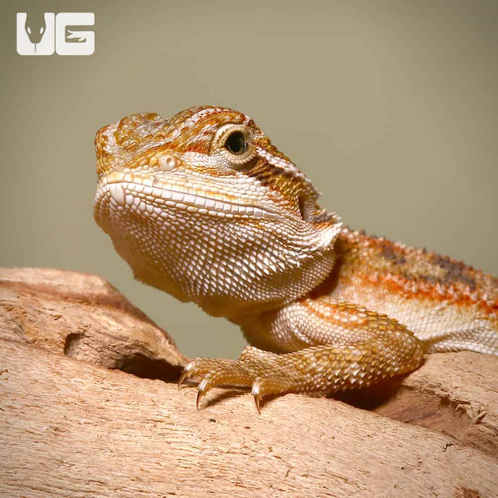 Toasted Chestnut Bearded Dragons (Pogona vitticeps) For Sale ...