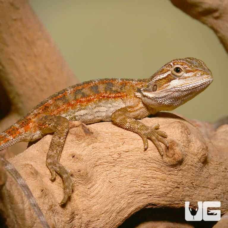 Toasted Chestnut Bearded Dragons (Pogona vitticeps) For Sale ...
