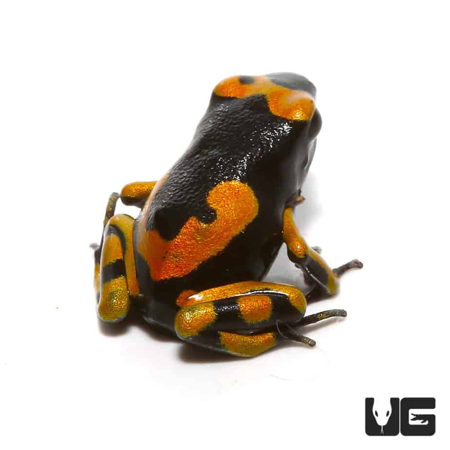Bandit Bumblebee Dart Frogs (Dendrobates leucomelas) For Sale ...