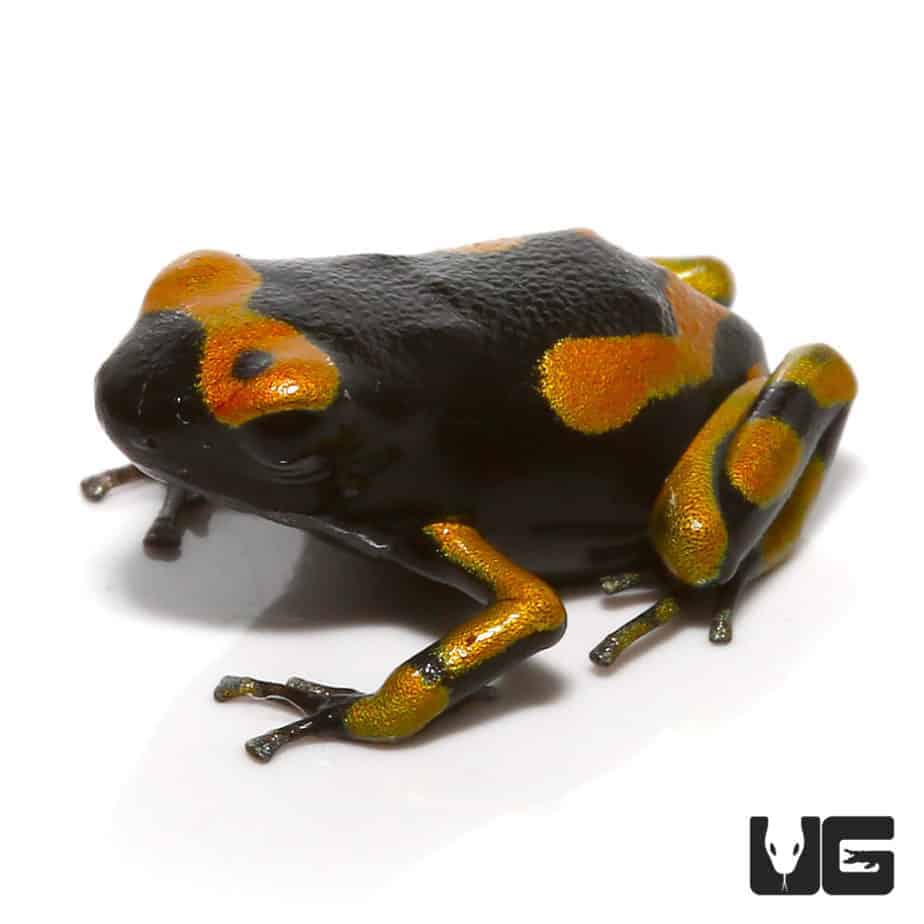 Bandit Bumblebee Dart Frogs (Dendrobates leucomelas) For Sale ...