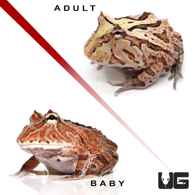 Pacmans & Pixie Frogs For Sale - Underground Reptiles
