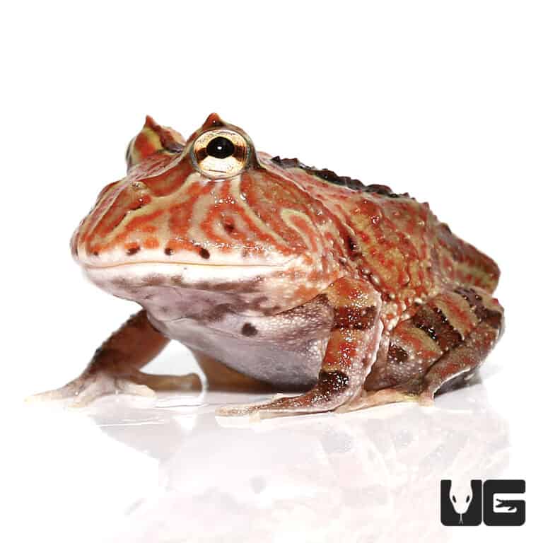 Pacmans & Pixie Frogs For Sale - Underground Reptiles