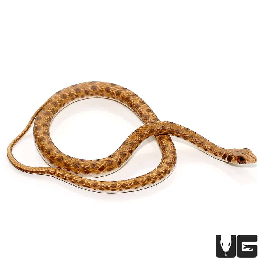 Egyptian False Cobras (Malpolon moilensis) For Sale - Underground Reptiles