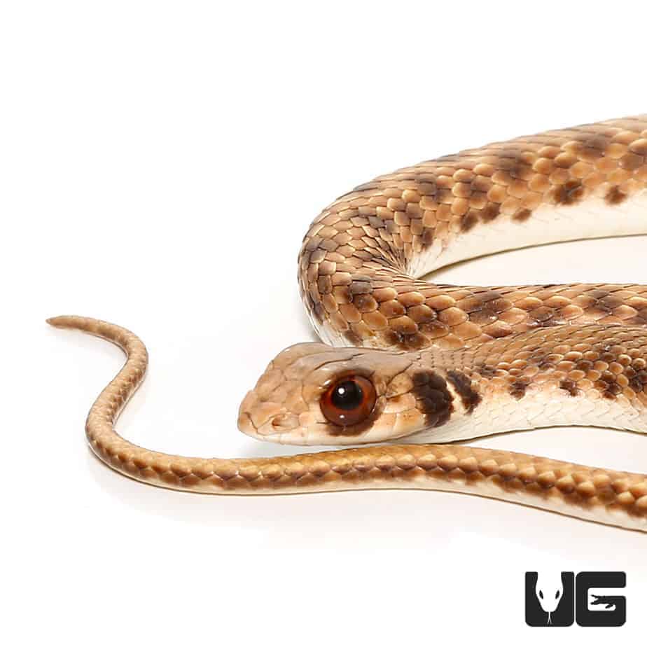 Egyptian False Cobras (Malpolon moilensis) For Sale - Underground Reptiles