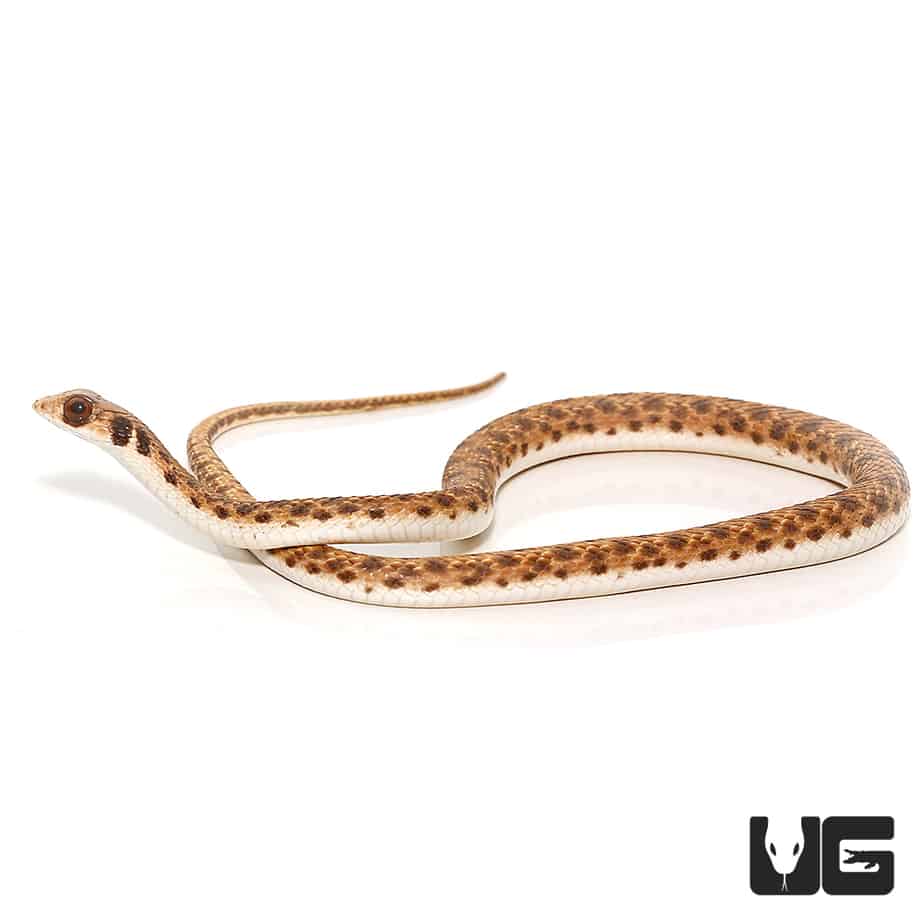 Egyptian False Cobras (Malpolon moilensis) For Sale - Underground Reptiles