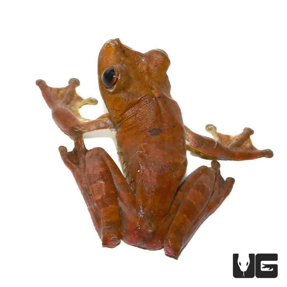 Gladiator Tree Frog (Boana boans) For Sale - Underground Reptiles