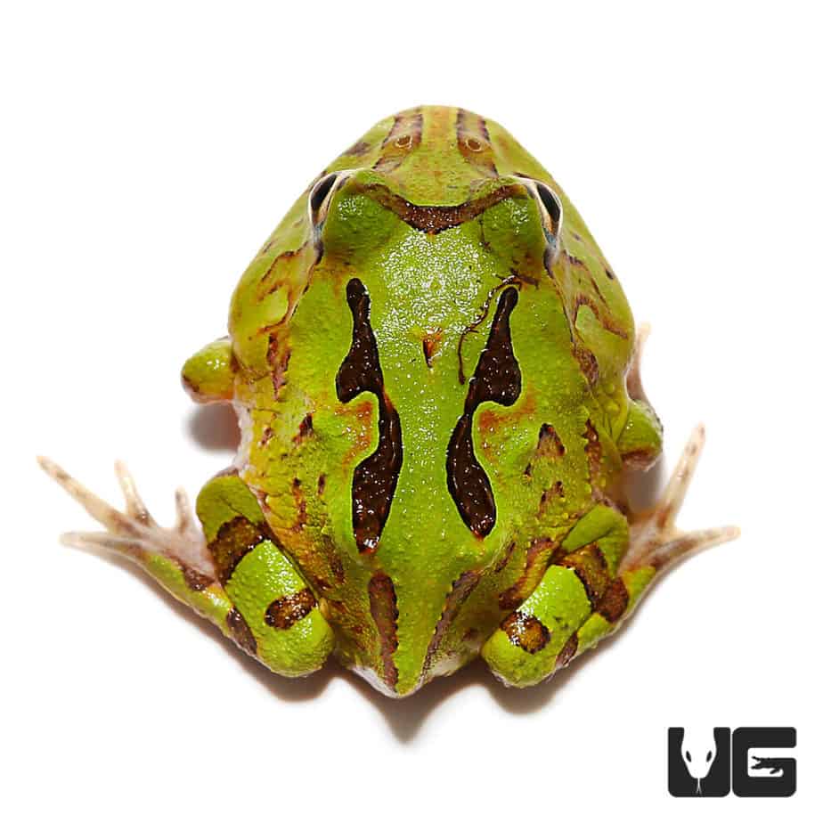Green Fantasy Pacman Frogs (C. cornuta X C. cranwelli) For Sale ...