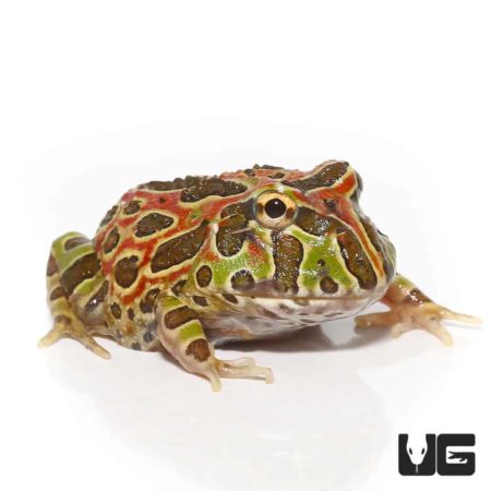 Pacmans & Pixie Frogs For Sale - Underground Reptiles