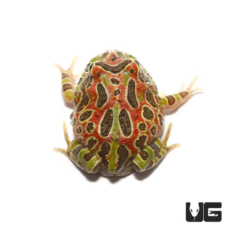 High Red Ornate Pacman Frogs (Ceratophrys ornata) For Sale ...