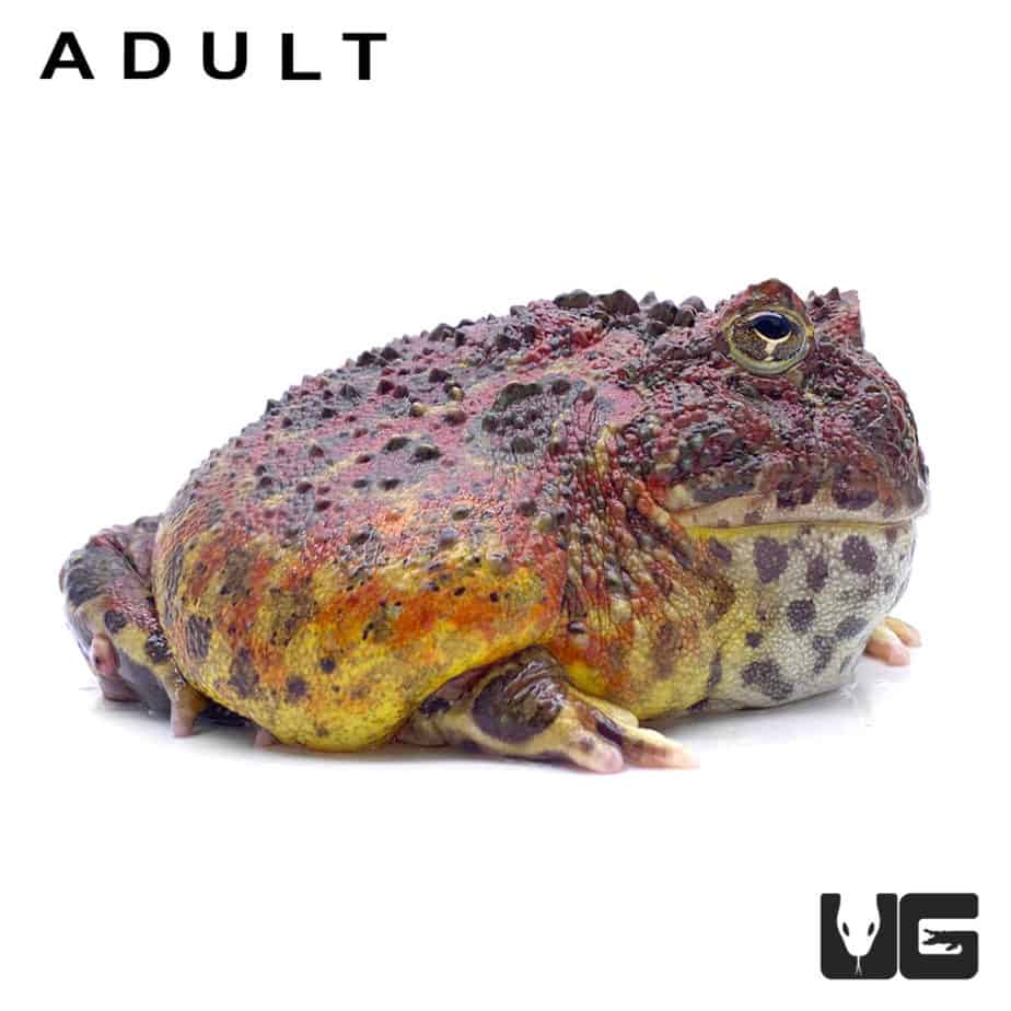High Red Ornate Pacman Frogs (Ceratophrys ornata) For Sale ...