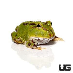 Pacmans & Pixie Frogs For Sale - Underground Reptiles