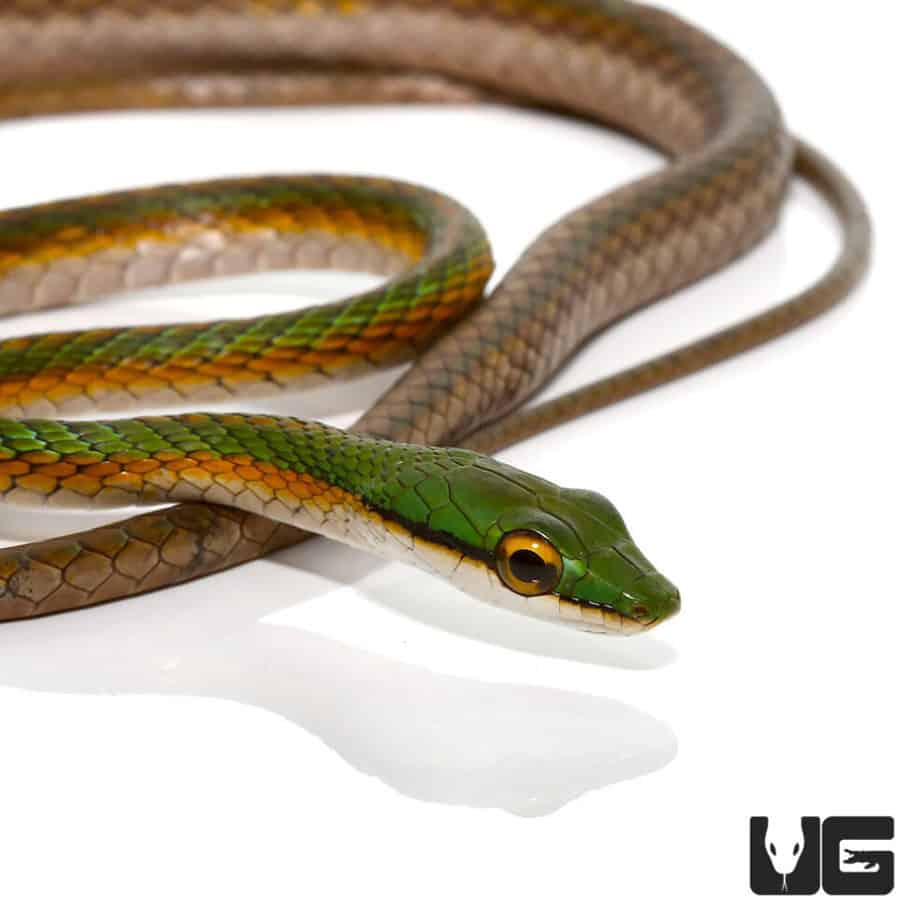 Parrot Snakes (Leptophis ahaetulla) For Sale - Underground Reptiles